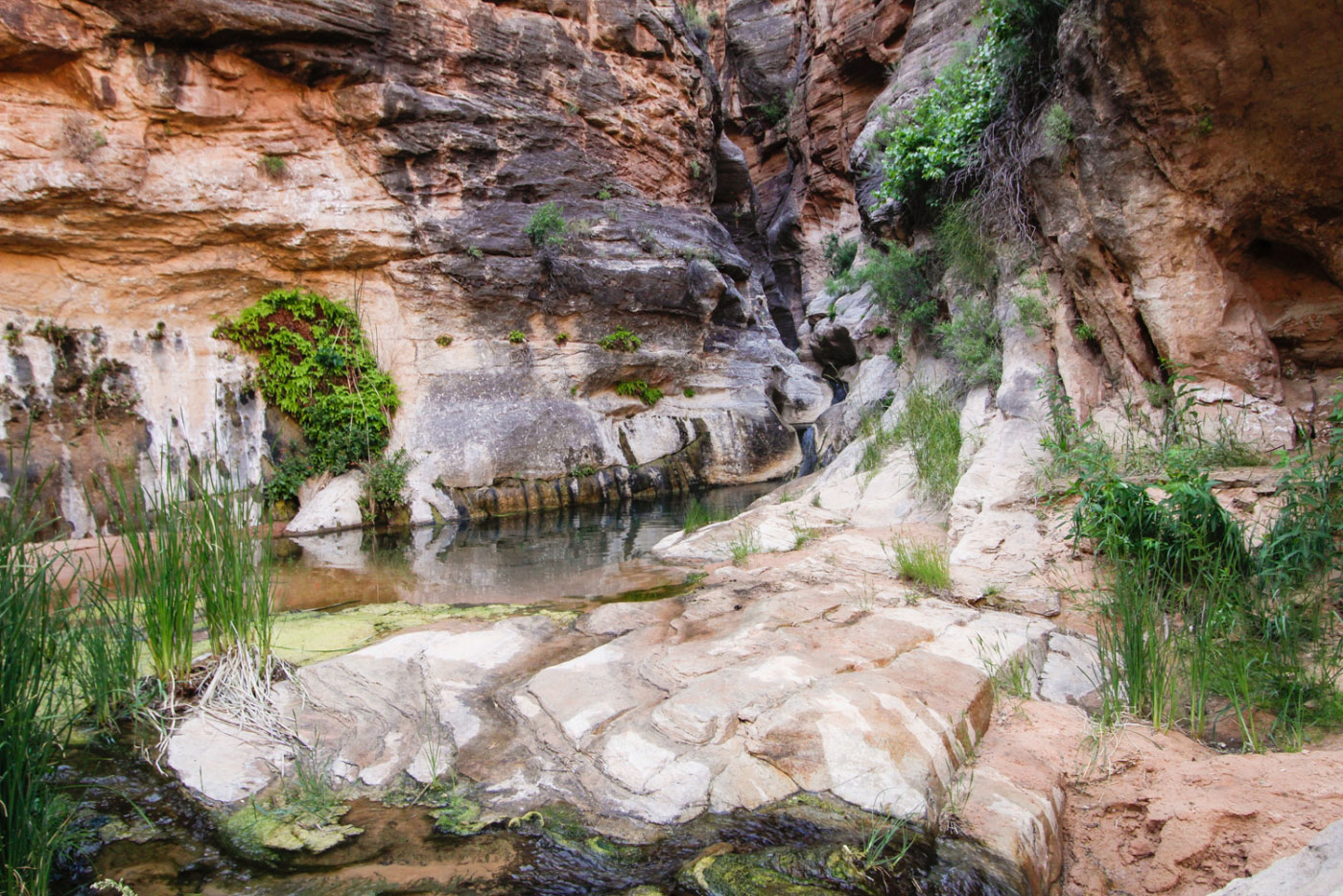 Hike Fat Man's Misery (East Fork) in Zion National Park - Stav is Lost