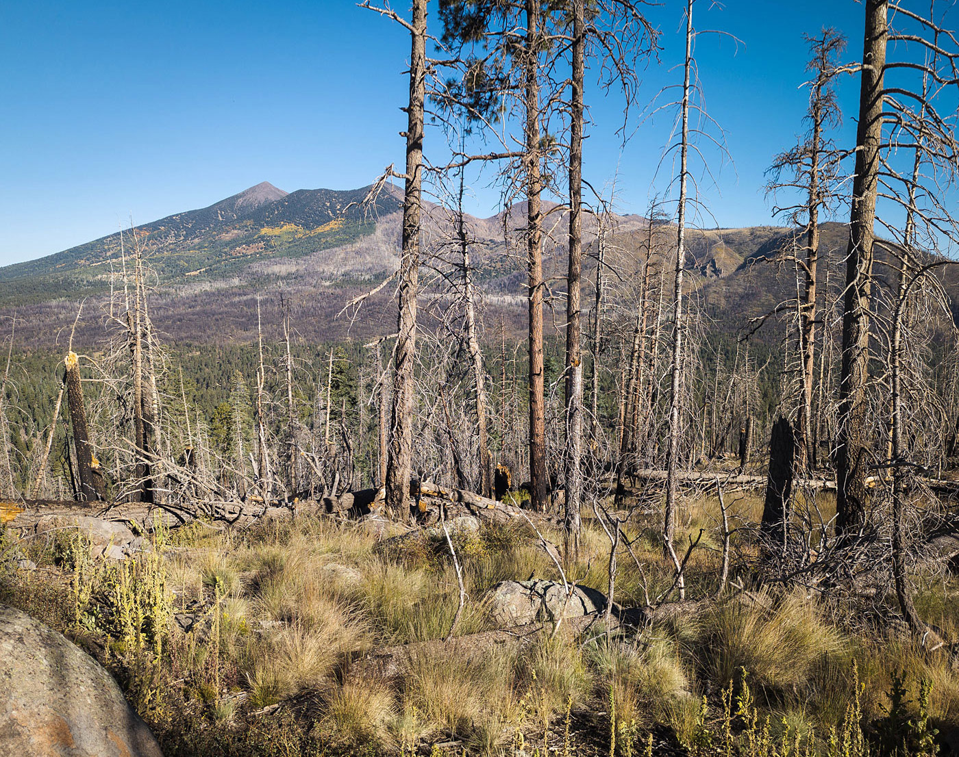 Hike Dry Lake Hills Loop in Coconino National Forest - Stav is Lost